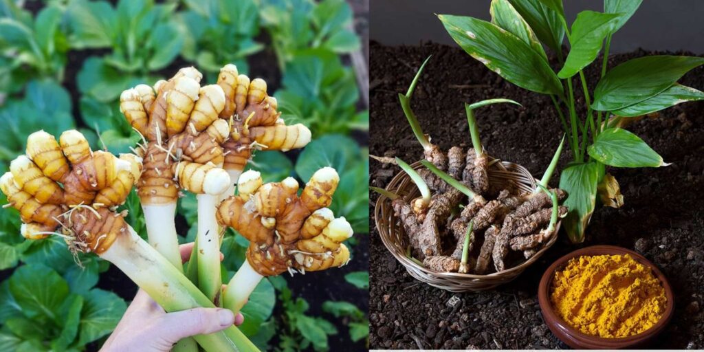 How to Grow Turmeric at Home in Containers: A Complete Guide - Natural ...