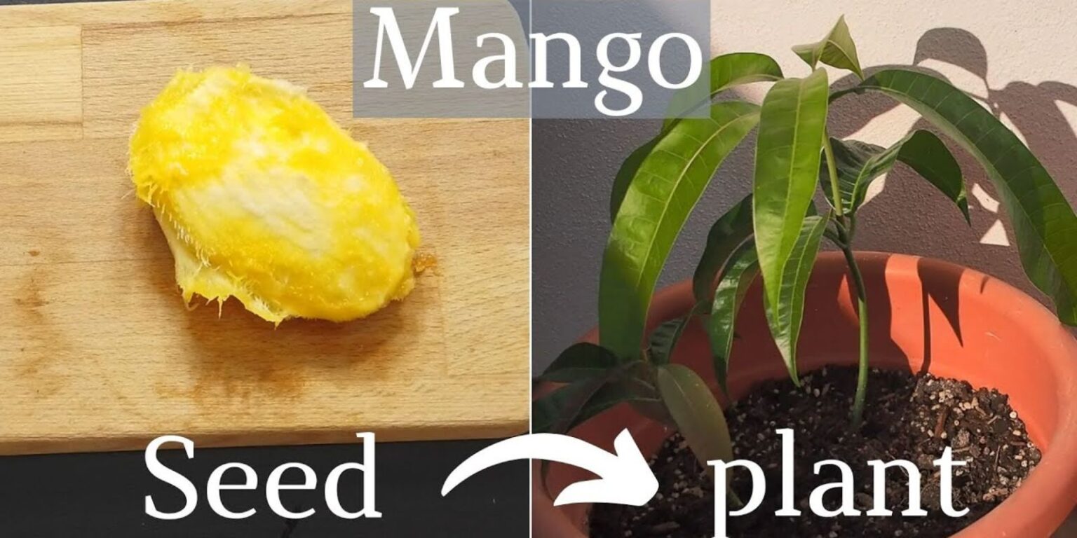 Growing Mango Trees from Seed: A Comprehensive Guide to Cultivating ...