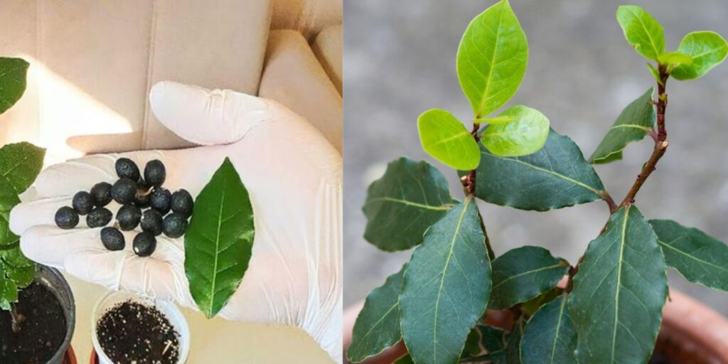 How to Grow a Bay Leaf Tree in a Pot: A Complete Guide - Natural Garden ...