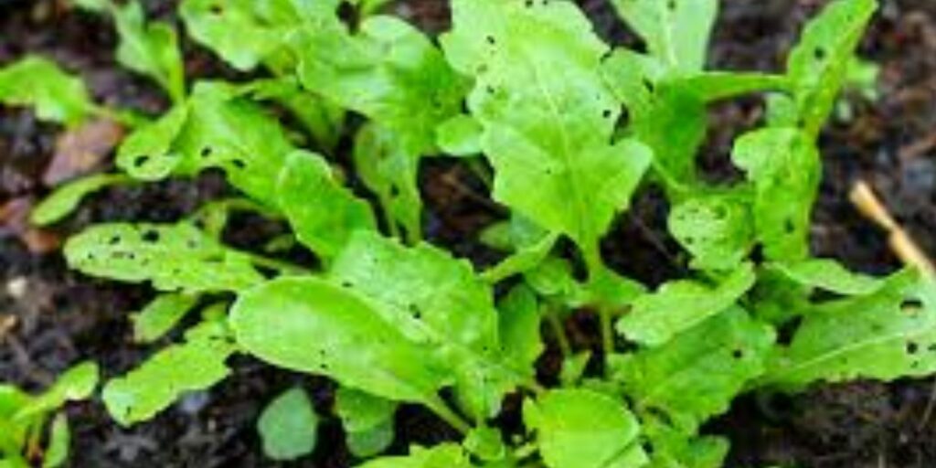 The Complete Guide to Harvesting Arugula: When and How to Enjoy Your ...