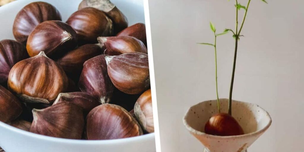 The Ultimate Guide to Germinating Chestnuts from Seeds: Easy Steps for ...