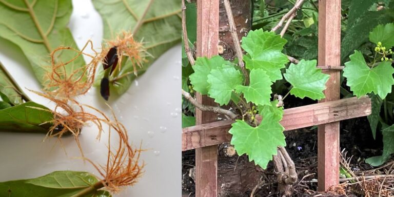 Growing Your Own Fig Tree: A Complete Guide to Planting, Caring for ...