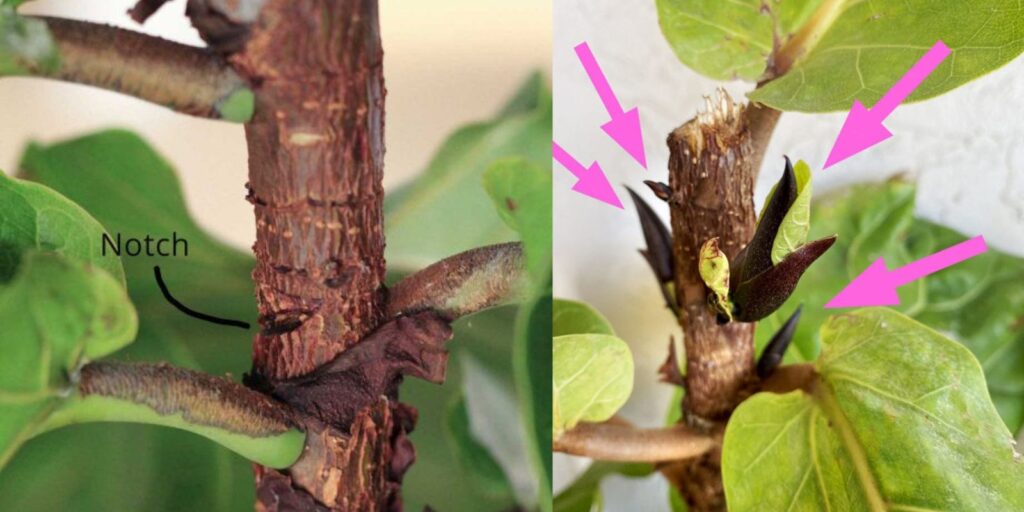Three Ways to Encourage a Fiddle Leaf Fig to Branch: Pruning, Notching ...