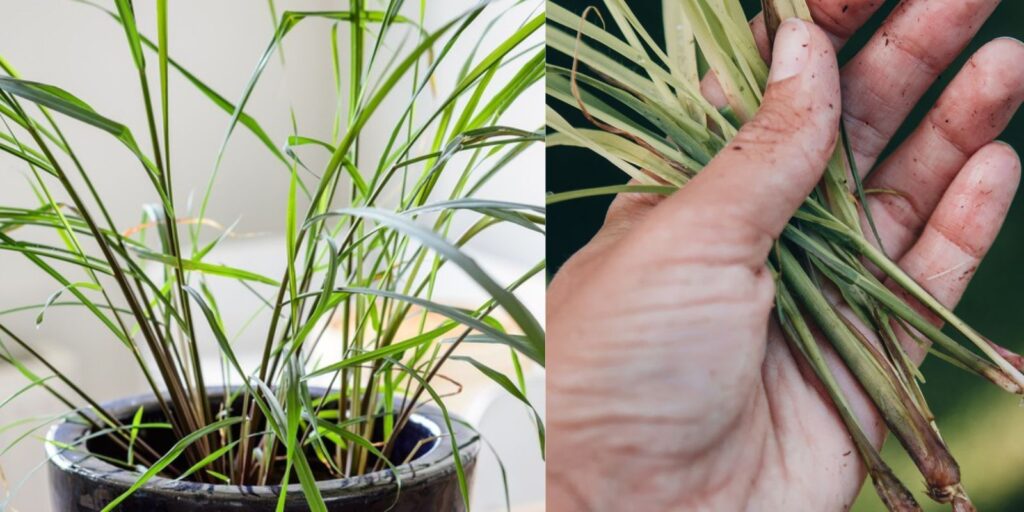 How to Grow Lemongrass at Home: A Complete Guide - Natural Garden Tips
