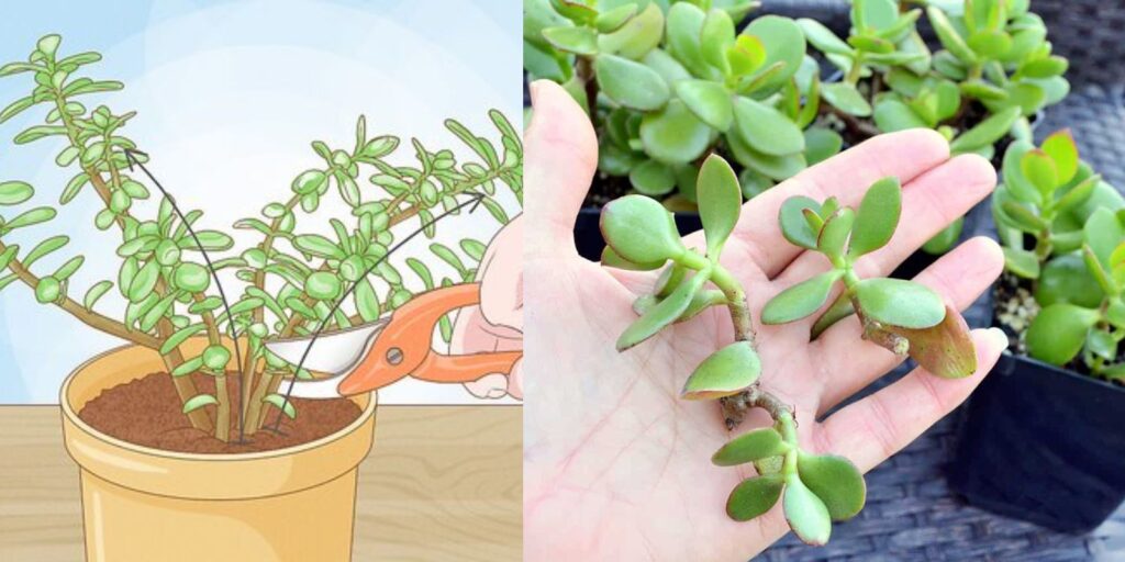 How to Prune a Jade Plant Like an Expert: Jade Plant Pruning Tips ...