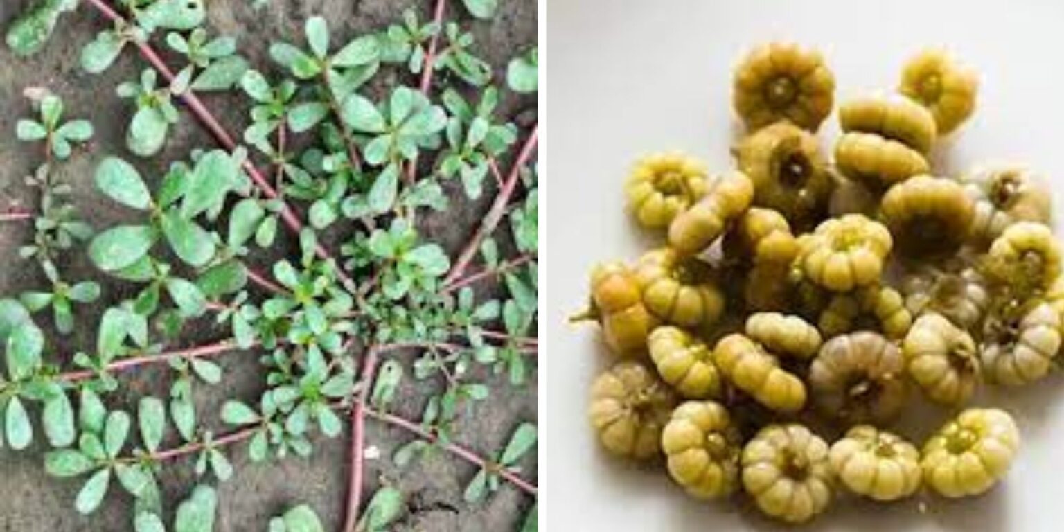 The Hidden Power of Goose Grass: Unveiling Its Benefits and Uses ...