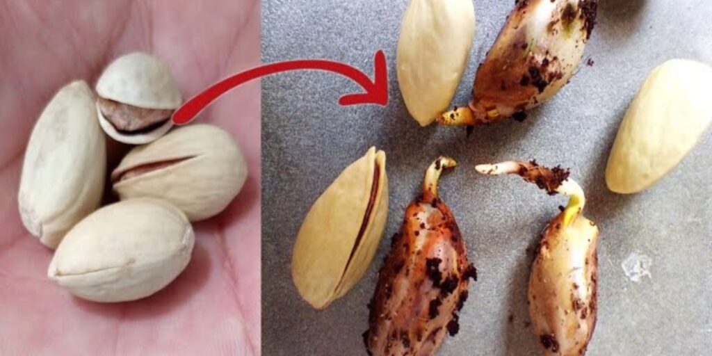 How to Grow Pistachios from Seed at Home: A Comprehensive Guide ...