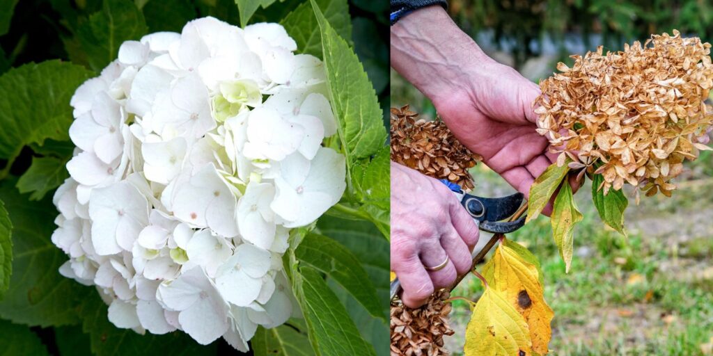 7 Proven Tips to Get Your Hydrangeas to Bloom After Winter: A Complete ...