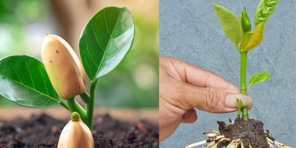 How to Plant and Grow Jackfruit from Seed: A Comprehensive Guide ...