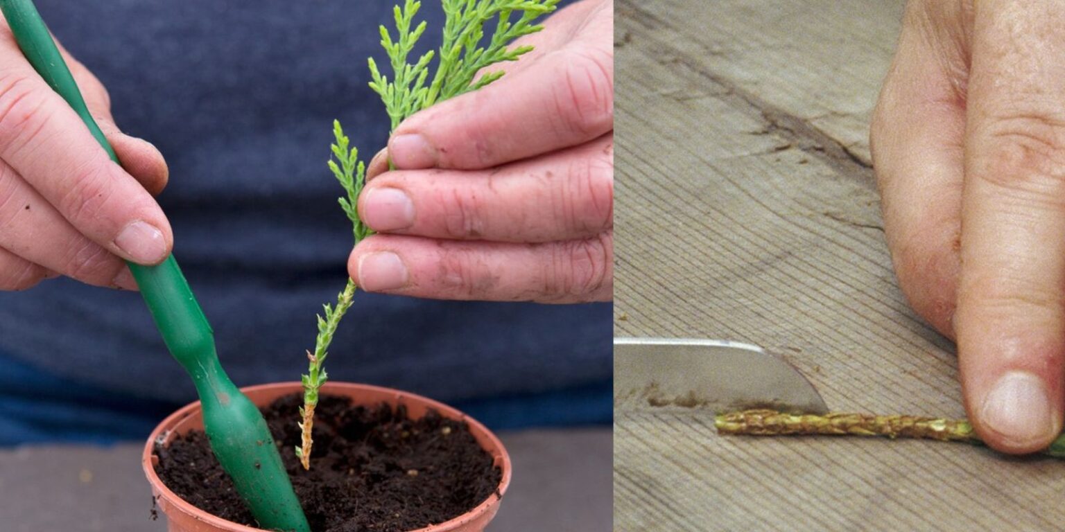 Grow Your Own Conifers from Hardwood Cuttings: A Comprehensive Guide - Natural Garden Tips