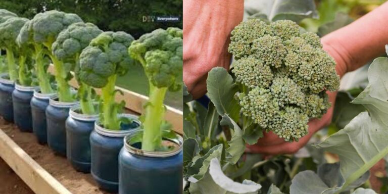 How to Grow Broccoli at Home in Containers: A Step-by-Step Guide ...