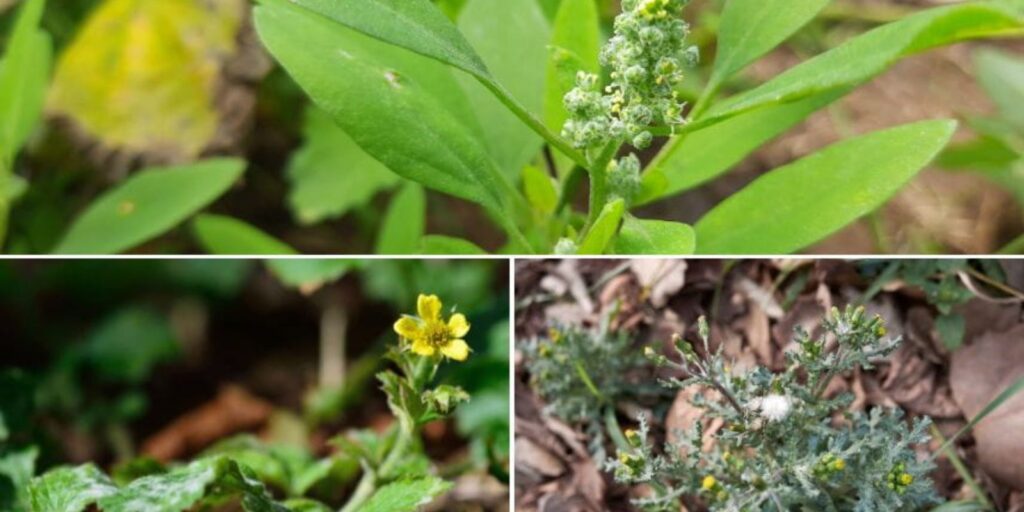 Understanding Bio-Indicator Plants: A Natural Guide to Healthy Soil ...