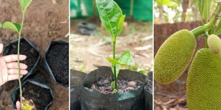 How to Plant and Grow Jackfruit from Seed: A Comprehensive Step-by-Step ...