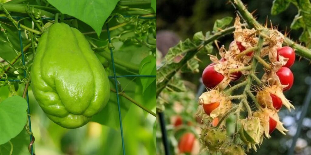 Rediscovering Forgotten Vegetables: A Guide to Planting Unique Crops in ...