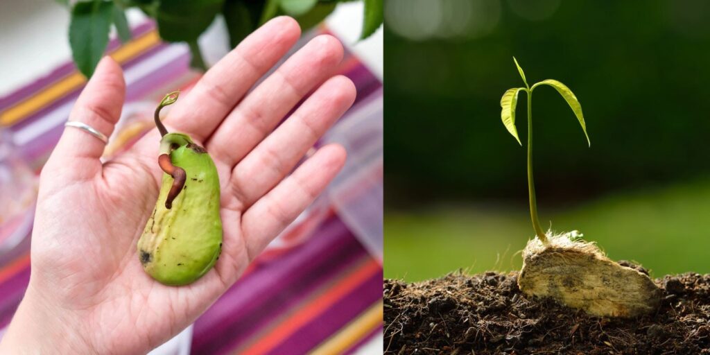 How to Grow Mango from Seed: A Complete Guide - Natural Garden Tips