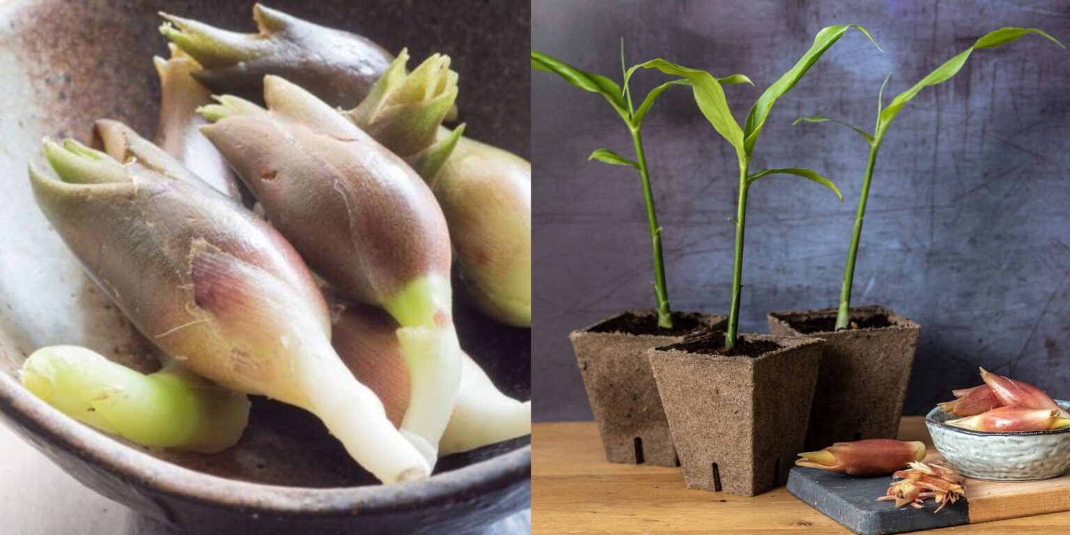 How to Grow Myoga Ginger: A Comprehensive Guide - Natural Garden Tips
