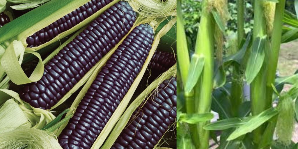 How to Grow Purple Corn in Recycled Buckets: A Step-by-Step Guide ...