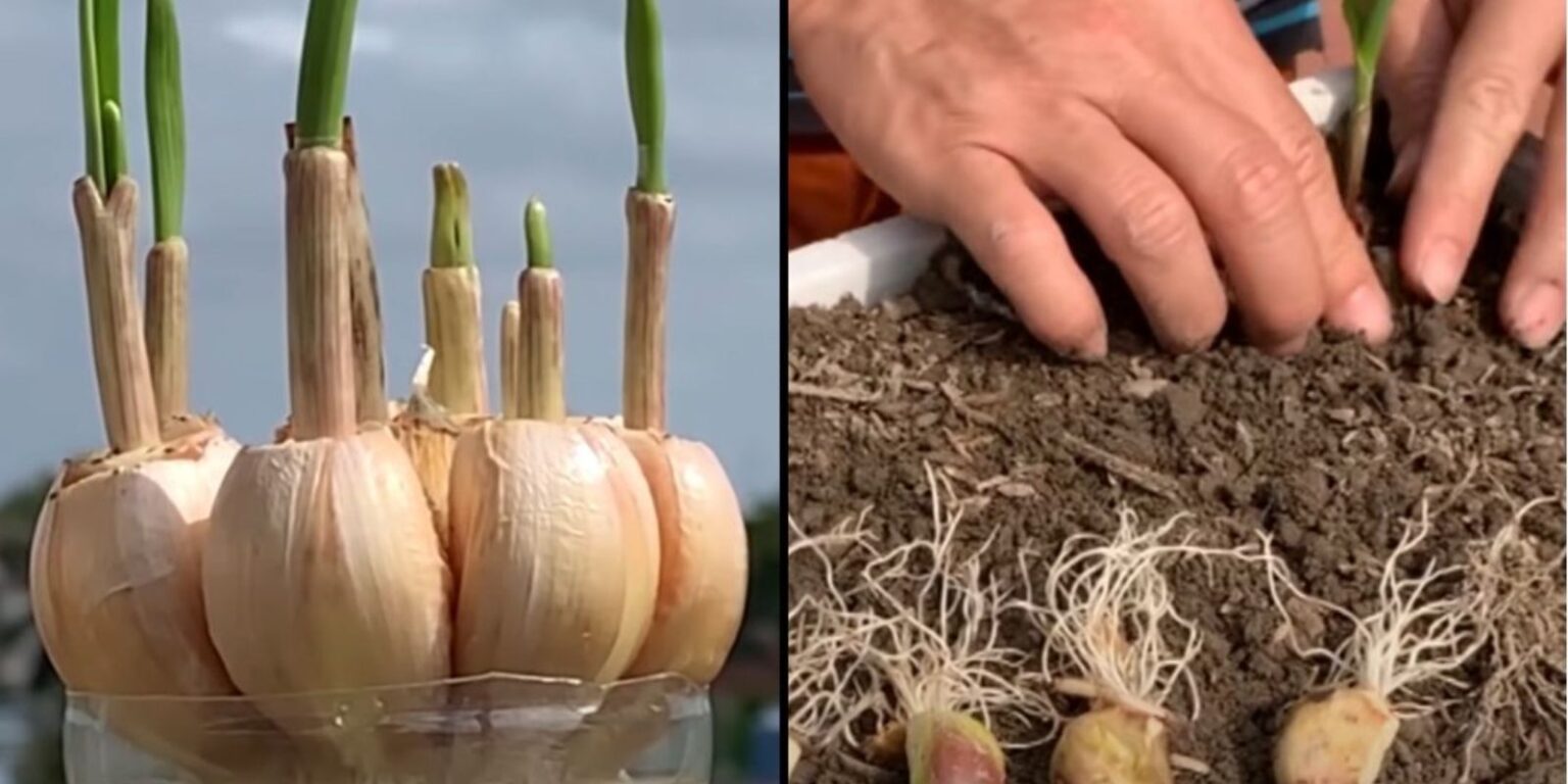 The Ultimate Guide to Successfully Grow Garlic at Home in Containers ...