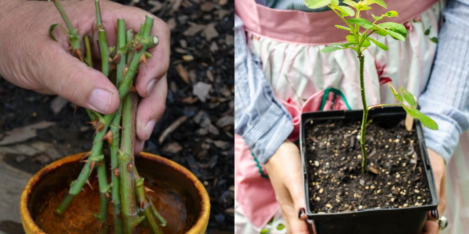Grow Roses from Cuttings: 2 Best Ways to Propagate - Natural Garden Tips