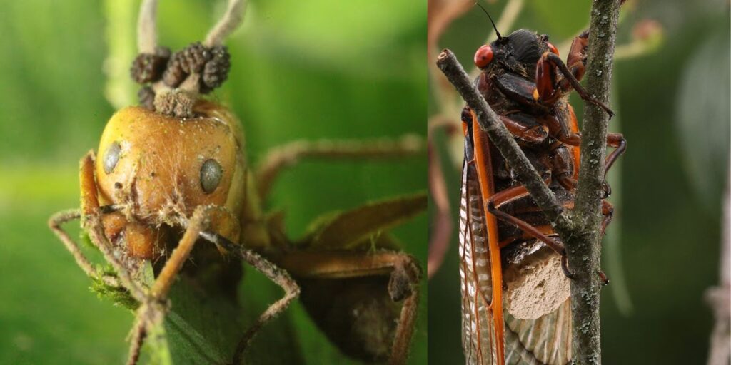 The Fascinating World of Zombie Fungus: Cordyceps and Its Mind Control ...