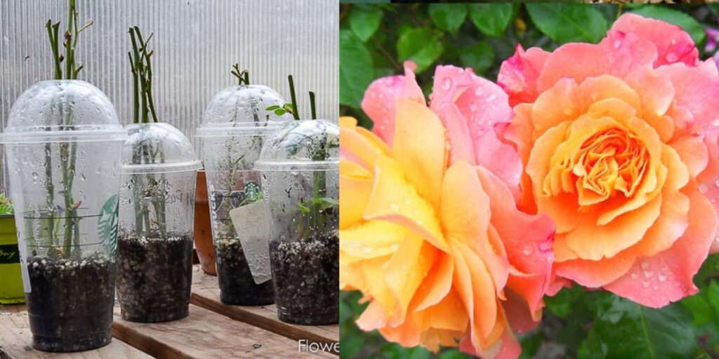 "Grow Roses from Cuttings: 2 Best Ways to Propagate for a Lush Garden ...