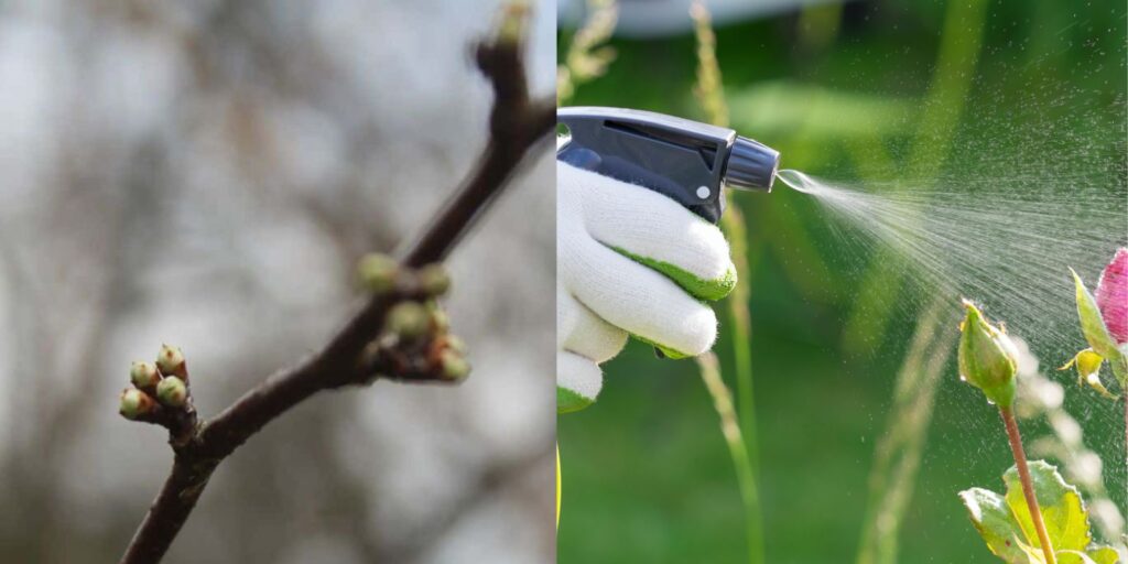 4 Easy Homemade Fungicide Sprays for Fruit Trees: Natural Remedies to ...
