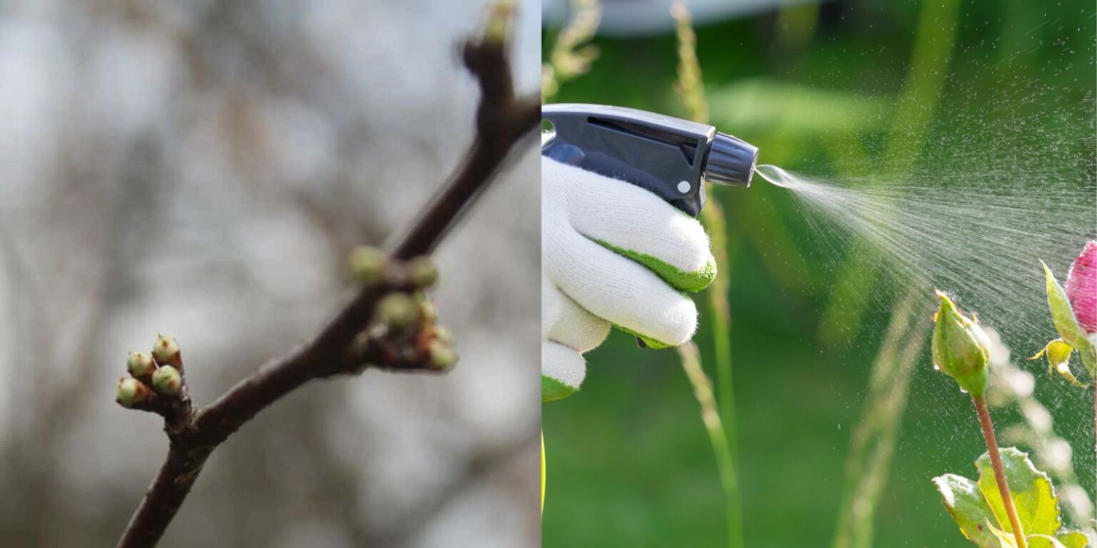 4 Easy Homemade Fungicide Sprays for Fruit Trees: Natural Remedies to ...
