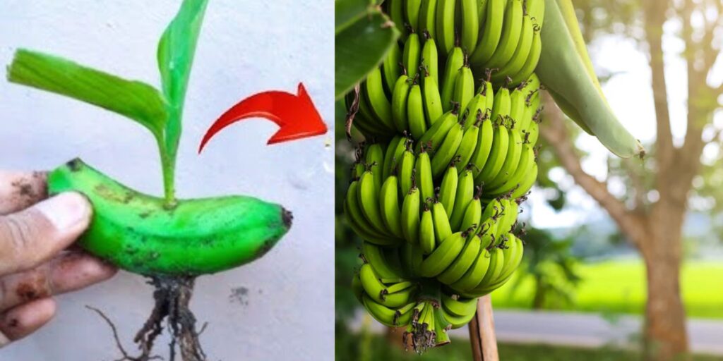 Growing the Dwarf Cavendish Banana Tree: The Perfect Guide for Indoor ...