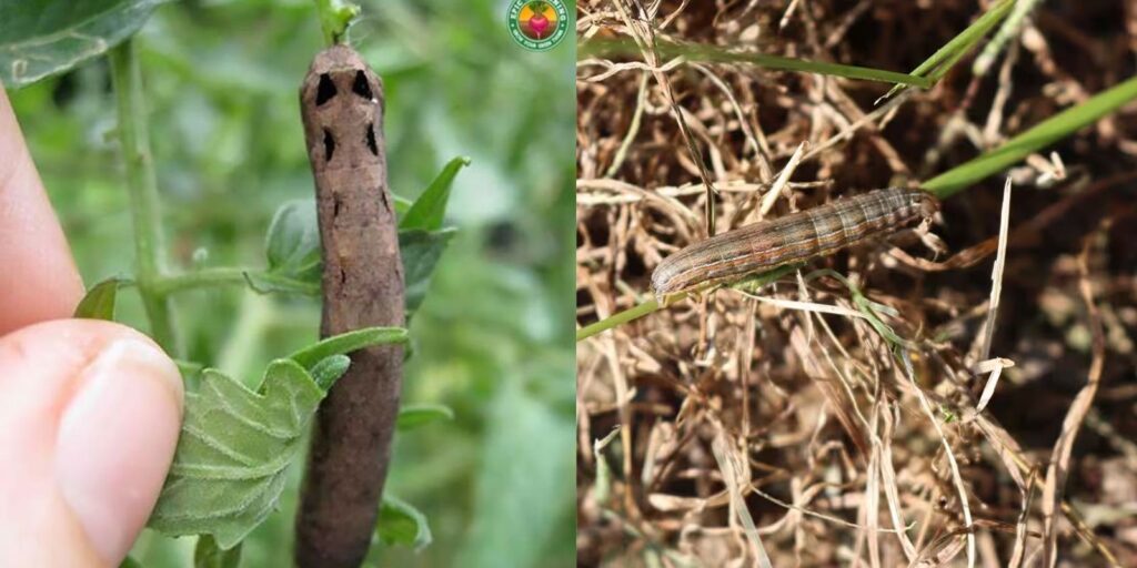 How to Identify and Control Armyworms: A Comprehensive Guide - Natural ...