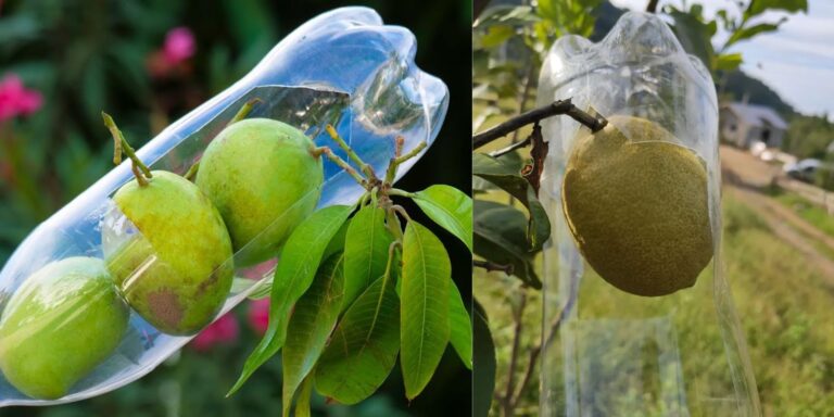 The Ultimate Guide to Creating a Homemade Fruit Picker: Effortlessly ...