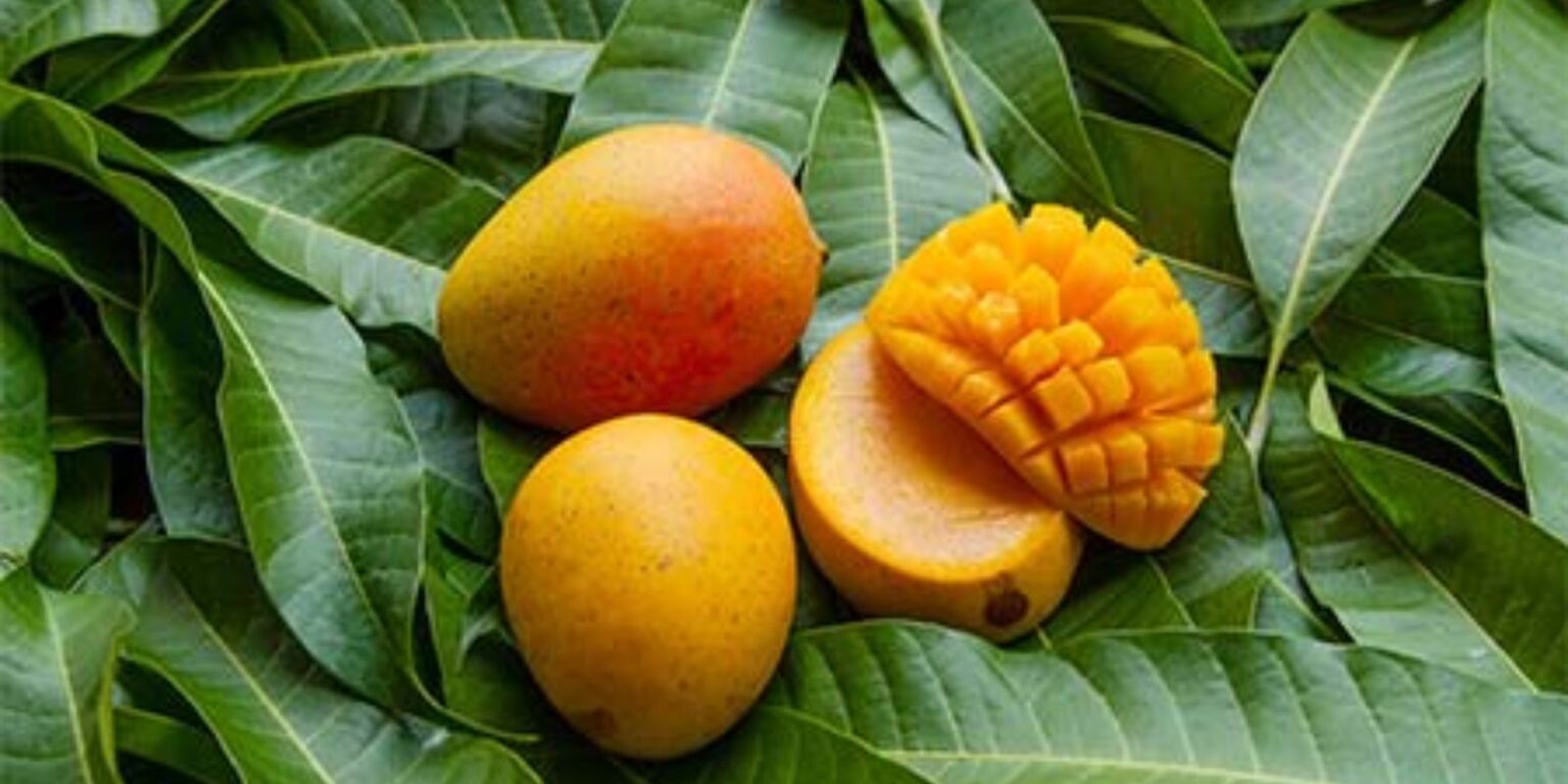 The Hidden Treasures of Mango Leaves: Discover Their Importance and ...