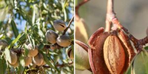 How to Grow an Almond Tree from Seeds at Home: A Step-by-Step Guide ...