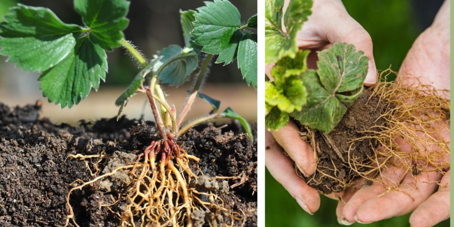 Understanding Strawberry Roots: How Deep Do They Grow and Why It ...