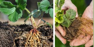 Understanding Strawberry Roots: How Deep Do They Grow and Why It ...