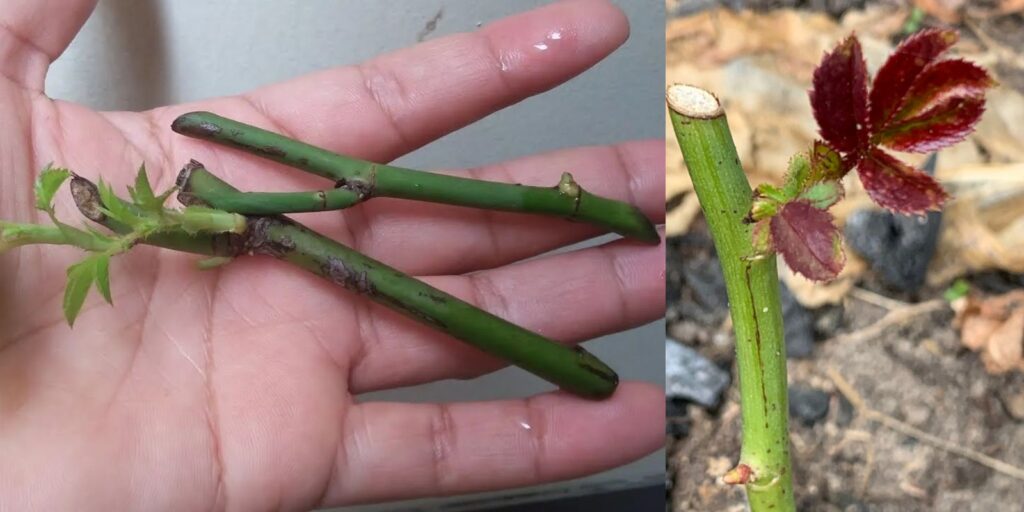 How to Propagate Roses from Cuttings: A Comprehensive Guide to Growing ...