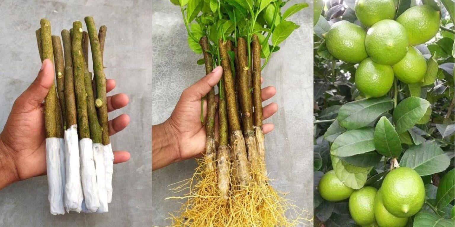 How to Propagate a Lemon Tree from Cuttings: A Step-by-Step Guide for ...