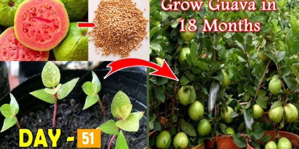 How to Grow Guava at Home in Pots: A Comprehensive Guide for an Abundant Harvest - Natural ...