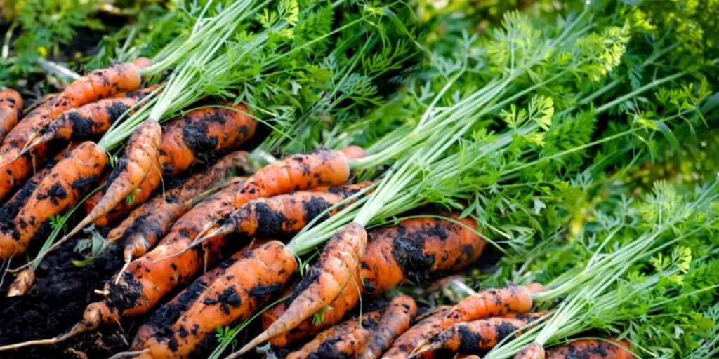 Sowing Carrots in Cornstarch: An Innovative Experiment for Gardeners ...