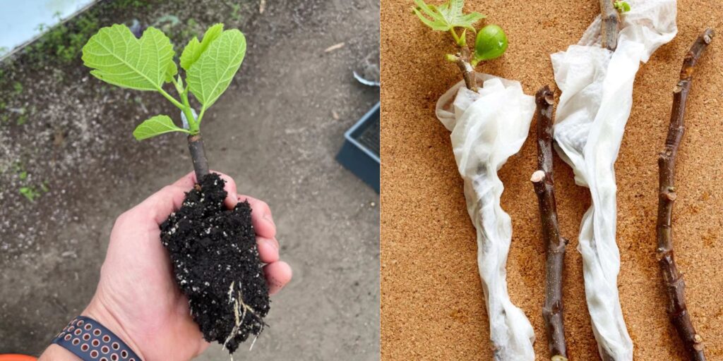 Propagating Fig Trees from Cuttings: A Step-by-Step Guide to Growing ...