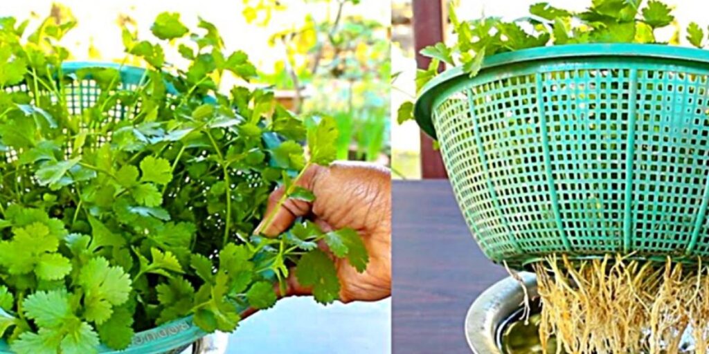 How to Grow Cilantro in Water: A Soil-Free Guide to Fresh Herbs at Home ...