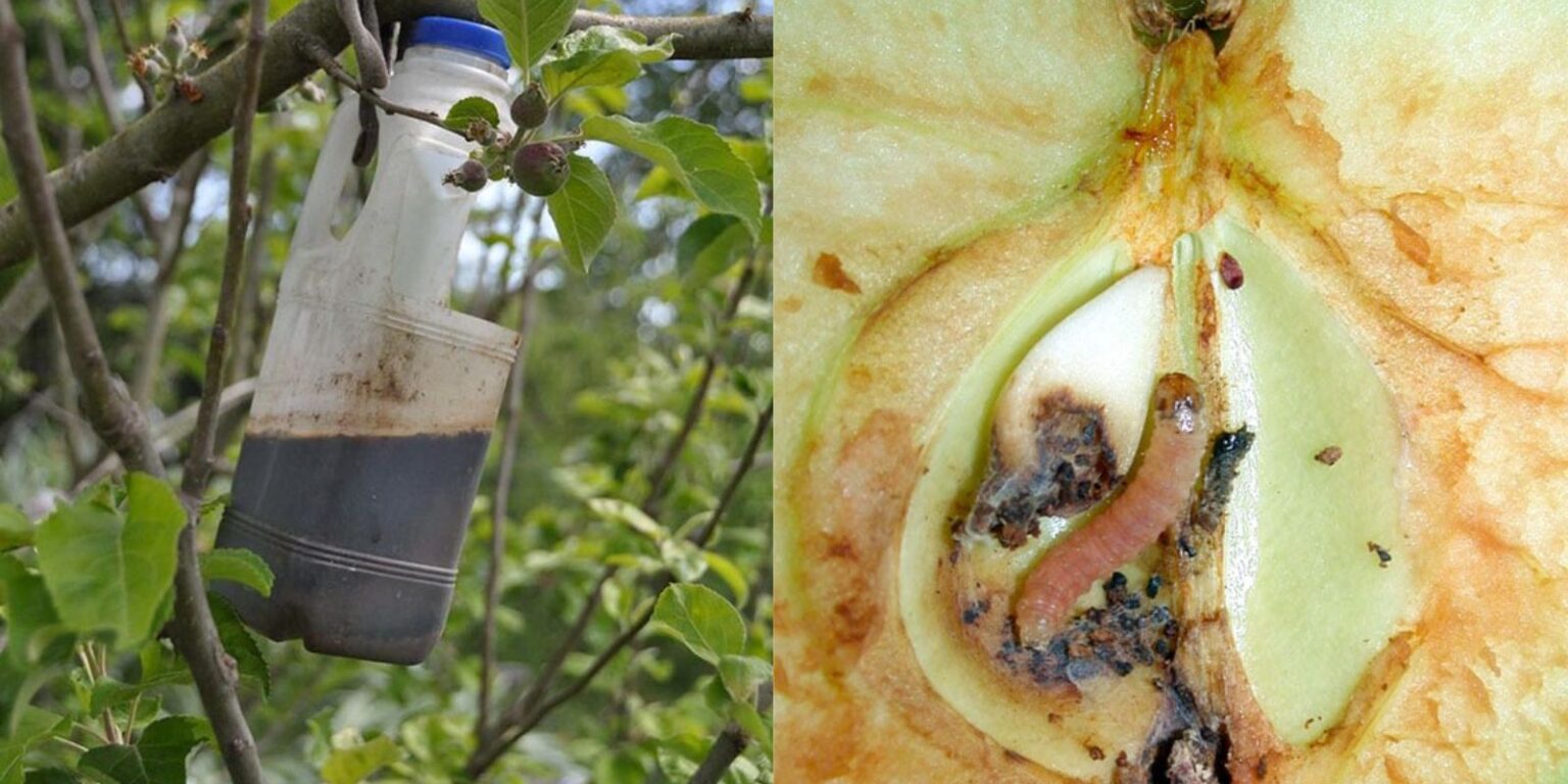 Organic Methods to Control Codling Moth: A Comprehensive Guide ...