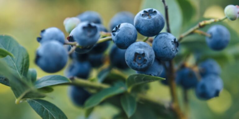 Growing Blueberries at Home in Containers: A Comprehensive Guide for ...
