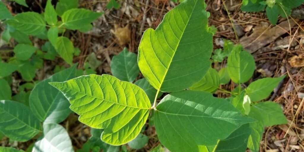 The Ultimate Guide to Identifying Poison Ivy and Differentiating It ...