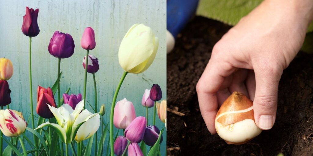 Plant Tulips Like a Pro: The Trench Method - Natural Garden Tips