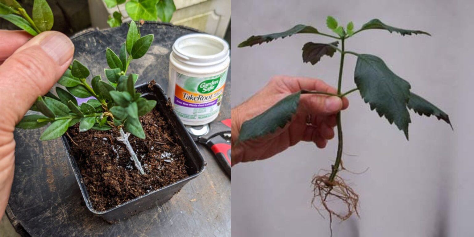 How to Root Cuttings from Various Shrubs, Bushes, and Trees: A ...