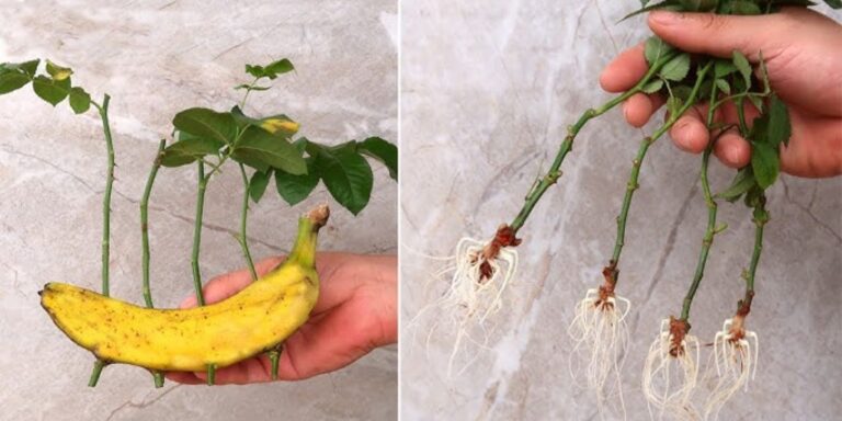 The Banana Method: How to Reproduce Roses Infinitely at No Cost ...