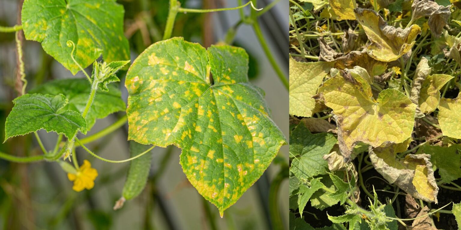 Understanding Yellowing Cucumber Leaves: Causes, Treatments, and Prevention for Healthier Plants ...