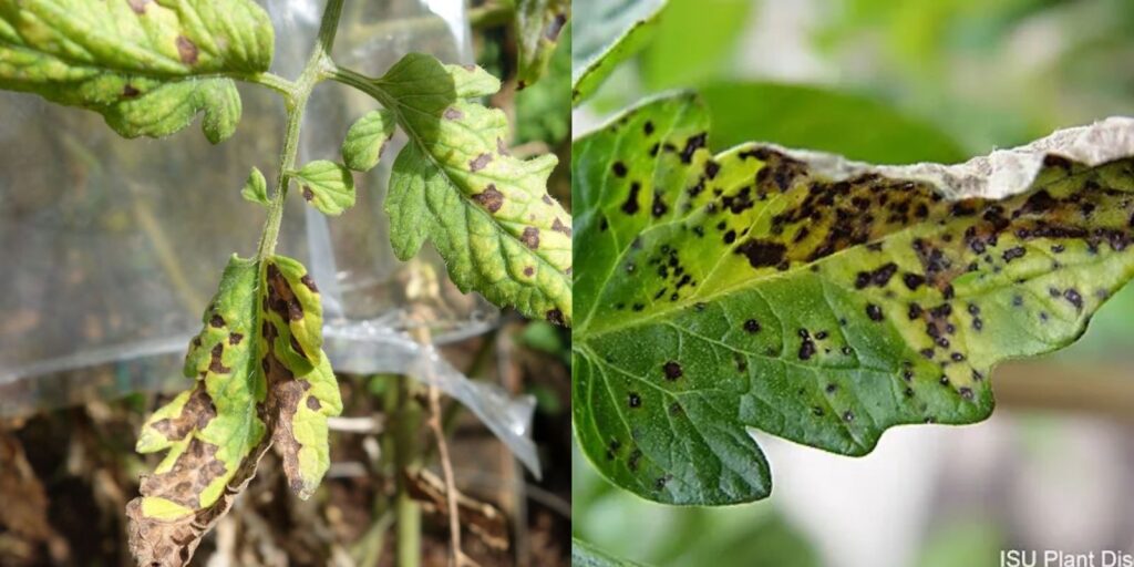 Save Your Tomatoes from Septoria Leaf Spot: A Complete Guide to Disease ...