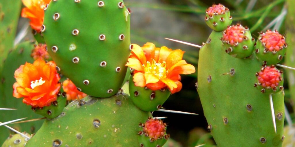 The Incredible Health Benefits of Nopal Cactus: Why You Should Add it ...