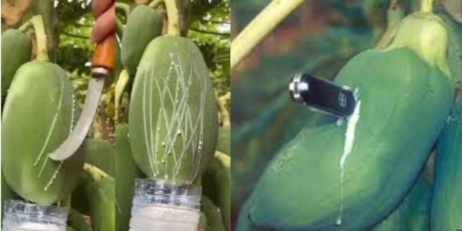The Incredible Benefits of Papaya Sap: Nature’s Hidden Health Secret ...